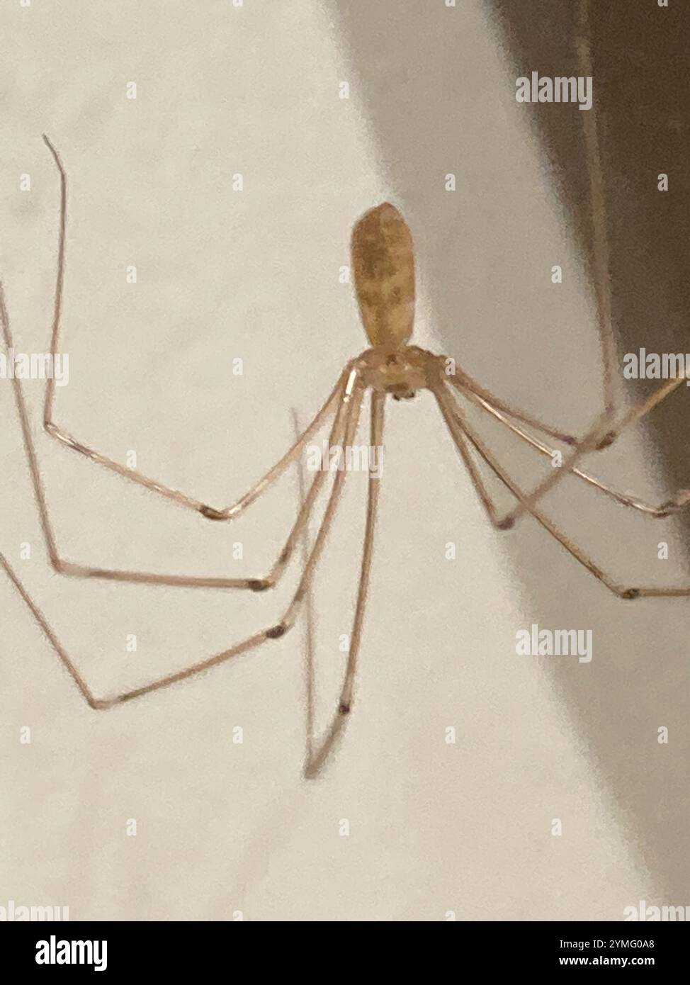 Long-bodied Cellar Spider (Pholcus phalangioides Stock Photo - Alamy