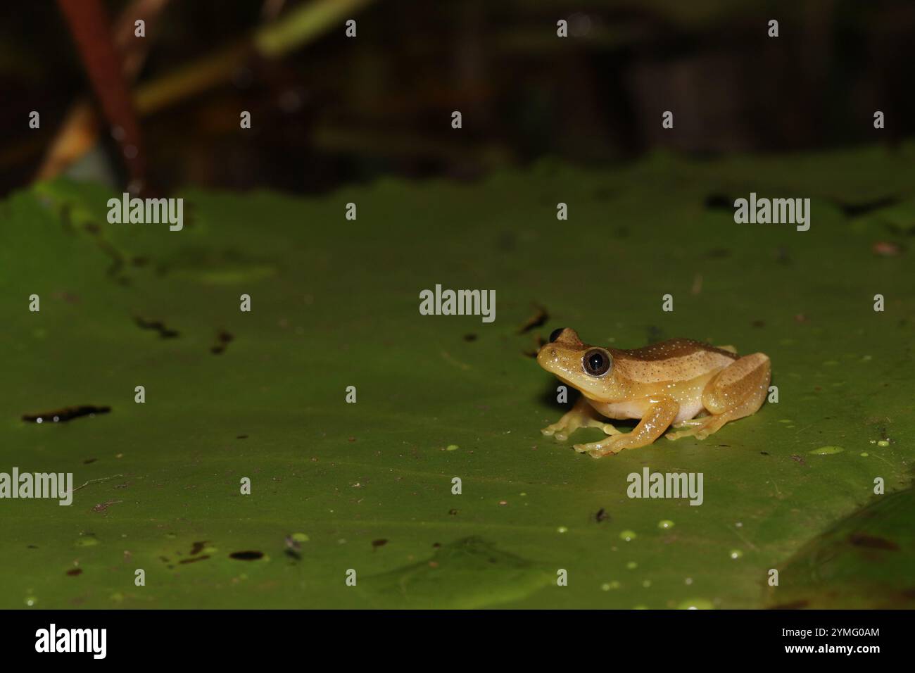 Afrixalus hi-res stock photography and images - Alamy