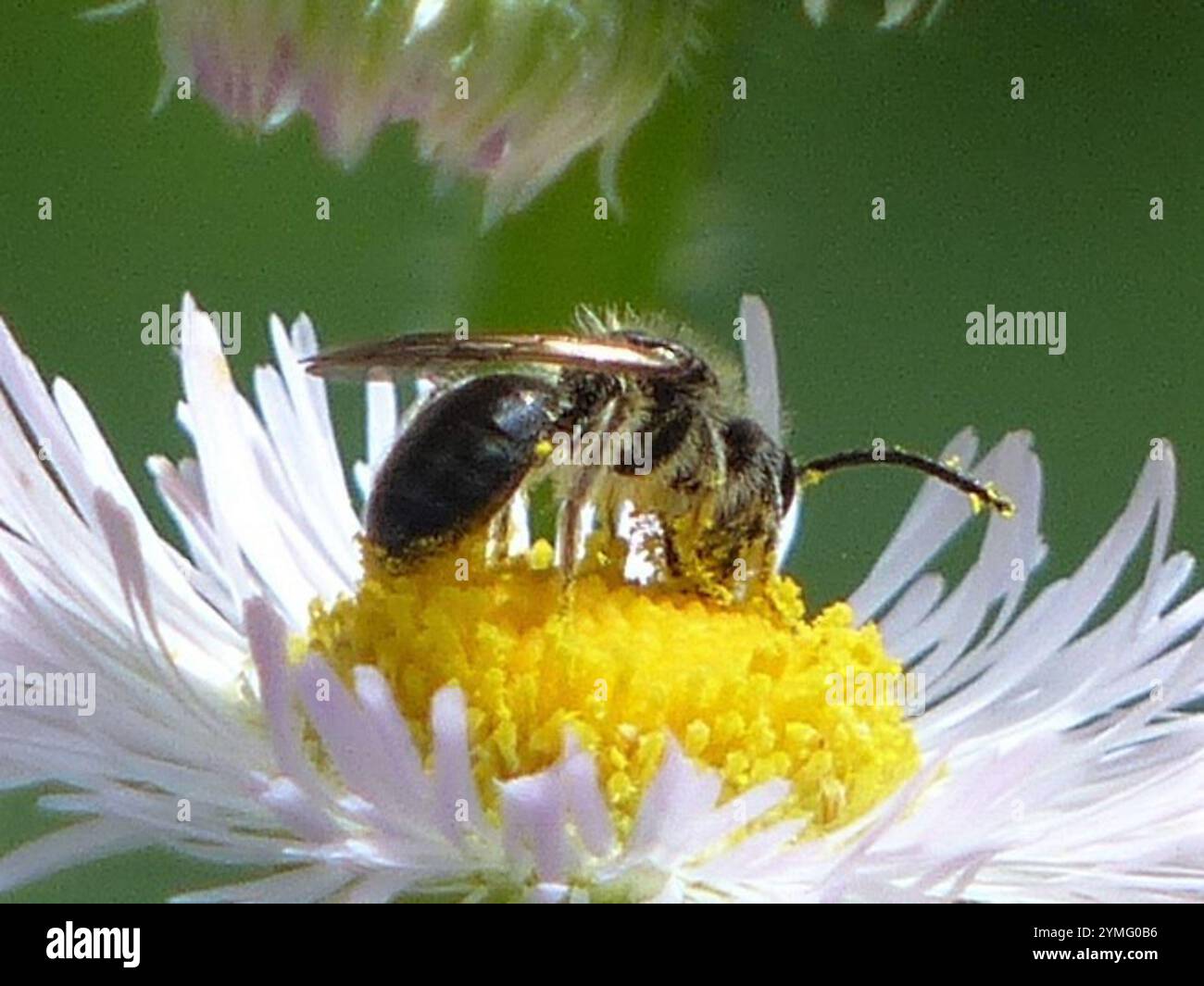 Mining Bees (Andrena Stock Photo - Alamy