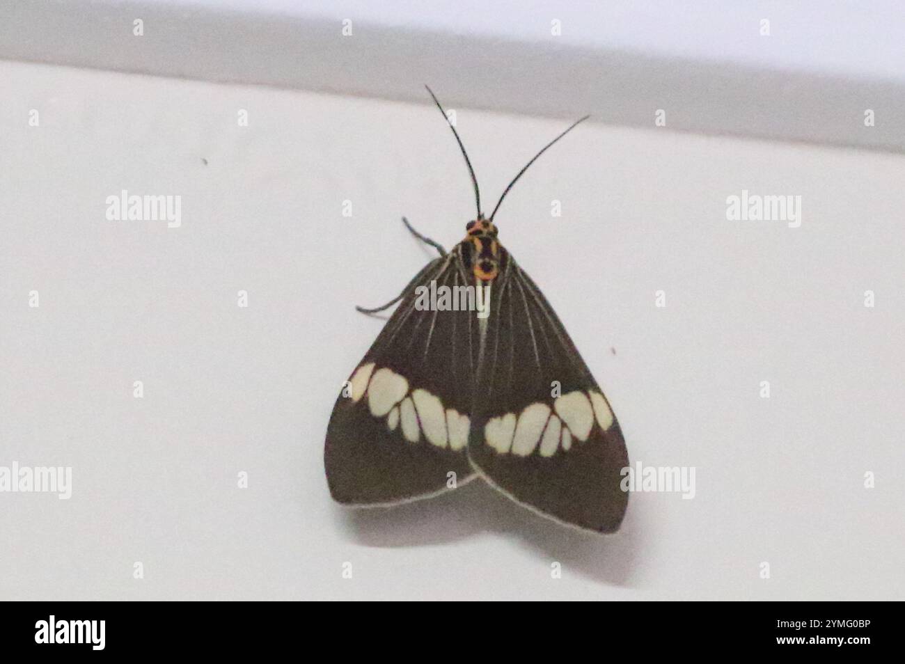 Asian Magpie Moth (Nyctemera baulus Stock Photo - Alamy