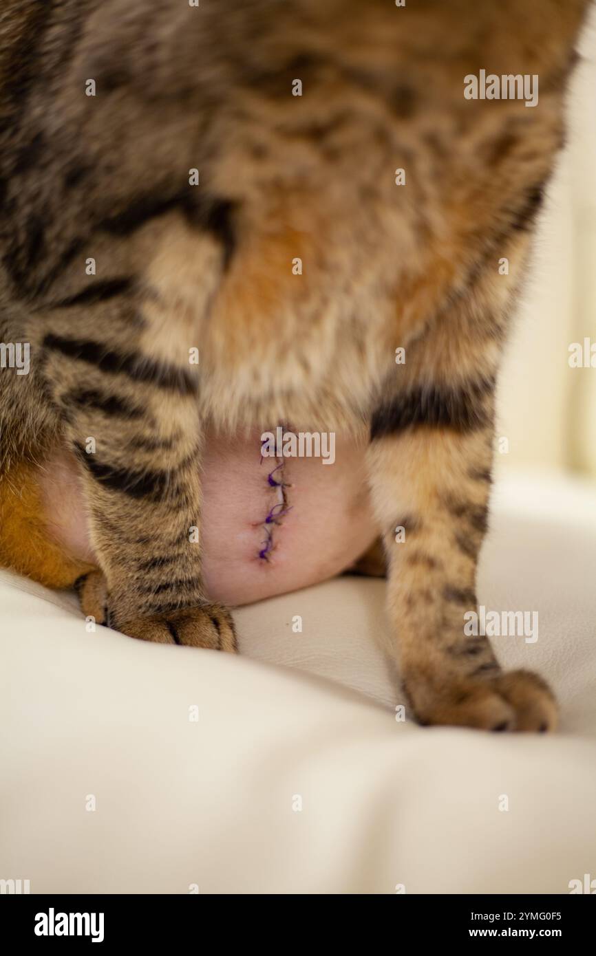 A neat stitch on a cat's belly after surgery on his intestines Stock ...