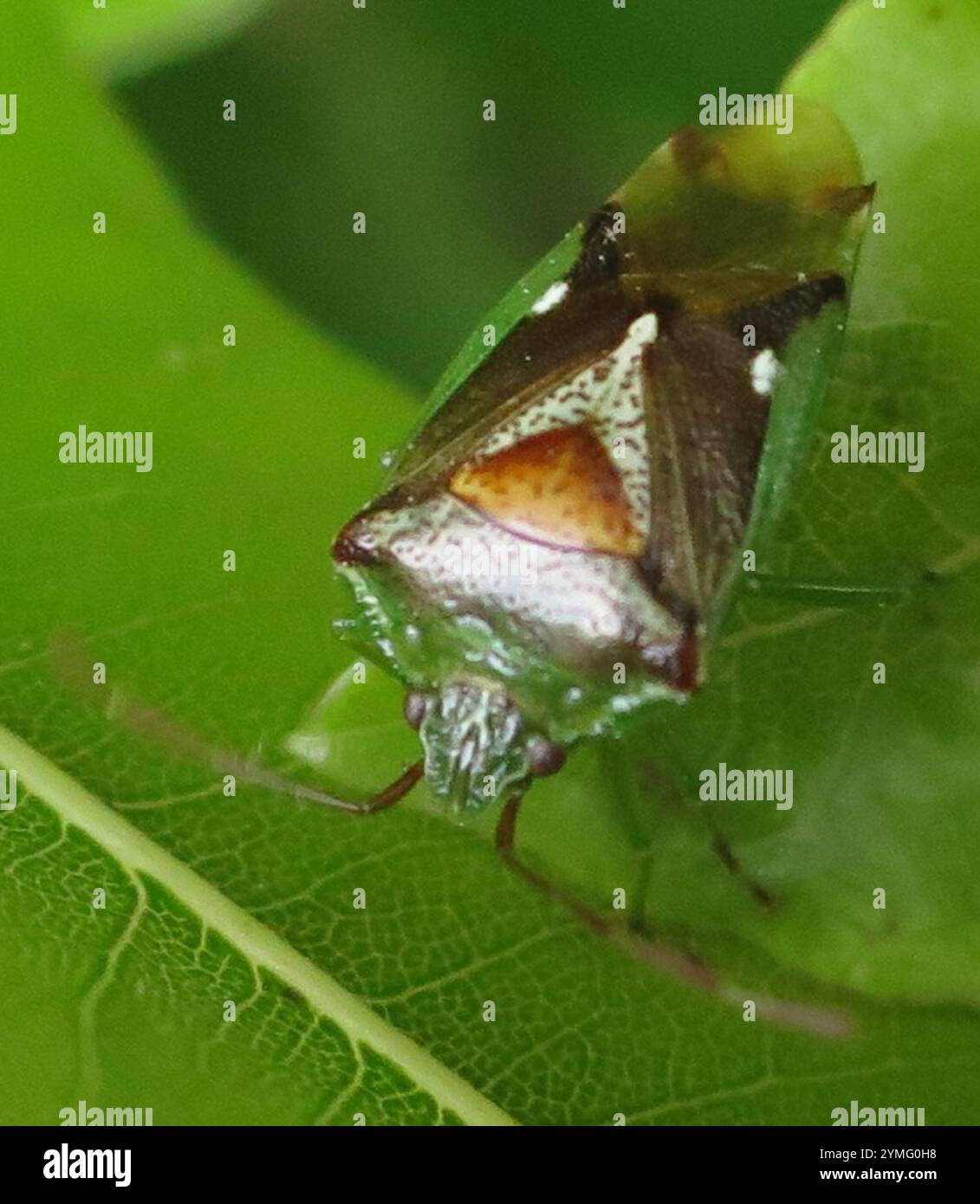 Forest shield bug (Oncacontias vittatus Stock Photo - Alamy
