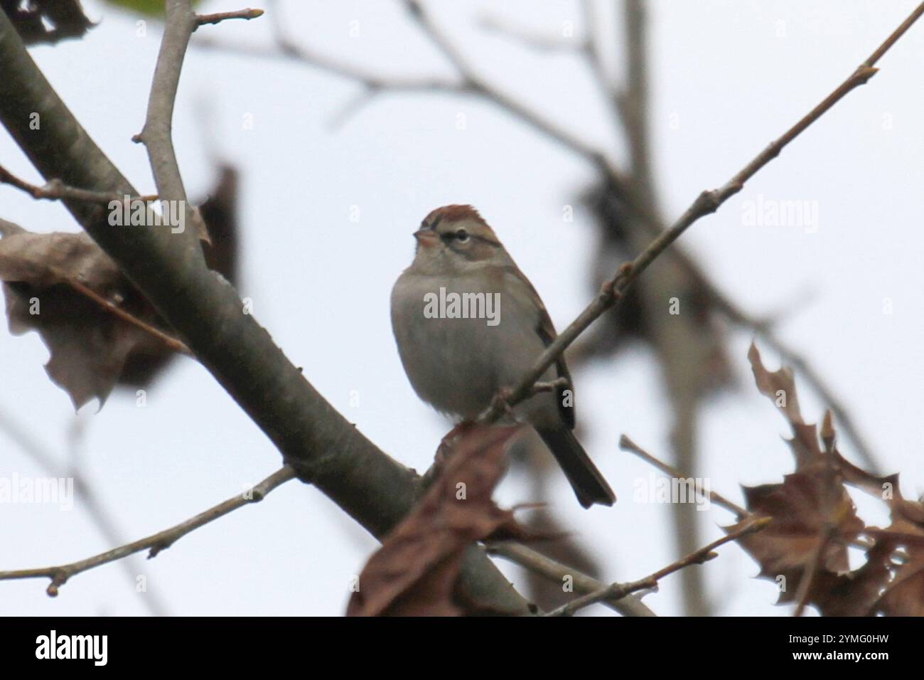 Chipping Sparrow (Spizella passerina Stock Photo - Alamy