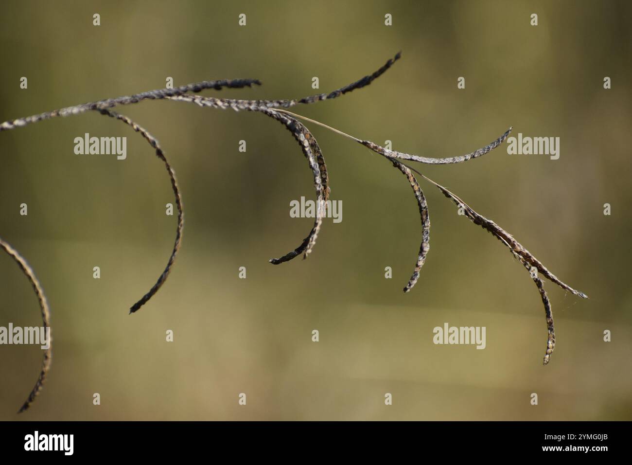 Vasey Grass (Paspalum urvillei Stock Photo - Alamy