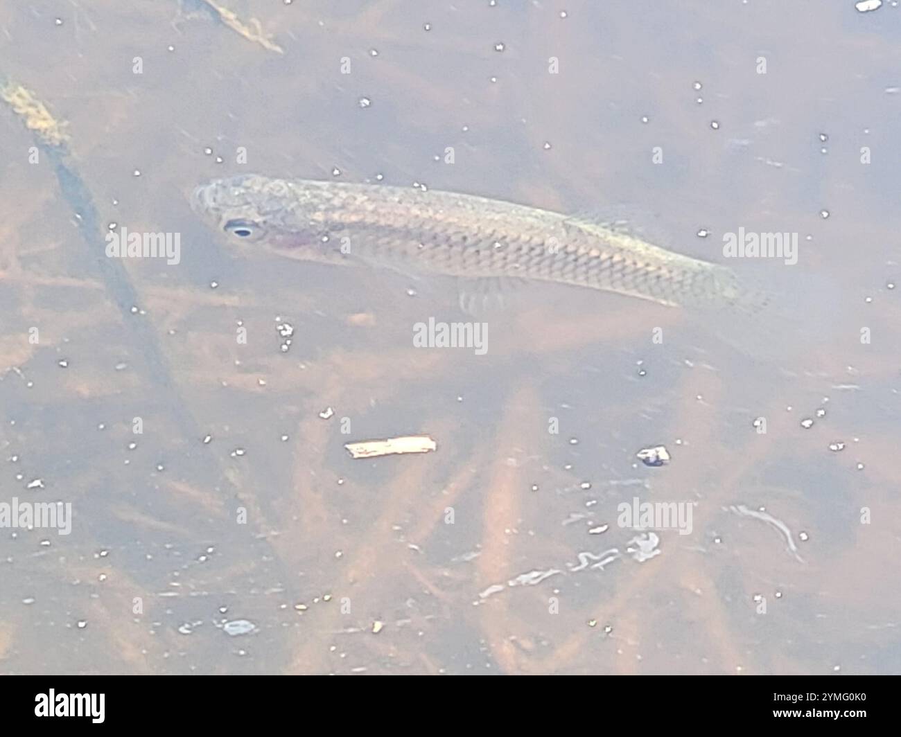 Western Mosquitofish (Gambusia affinis Stock Photo - Alamy