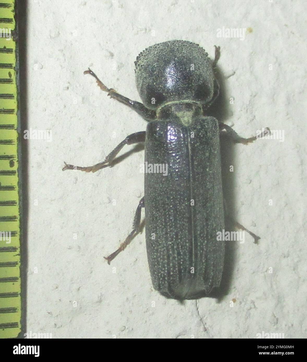 Auger Beetles (Bostrichidae Stock Photo - Alamy