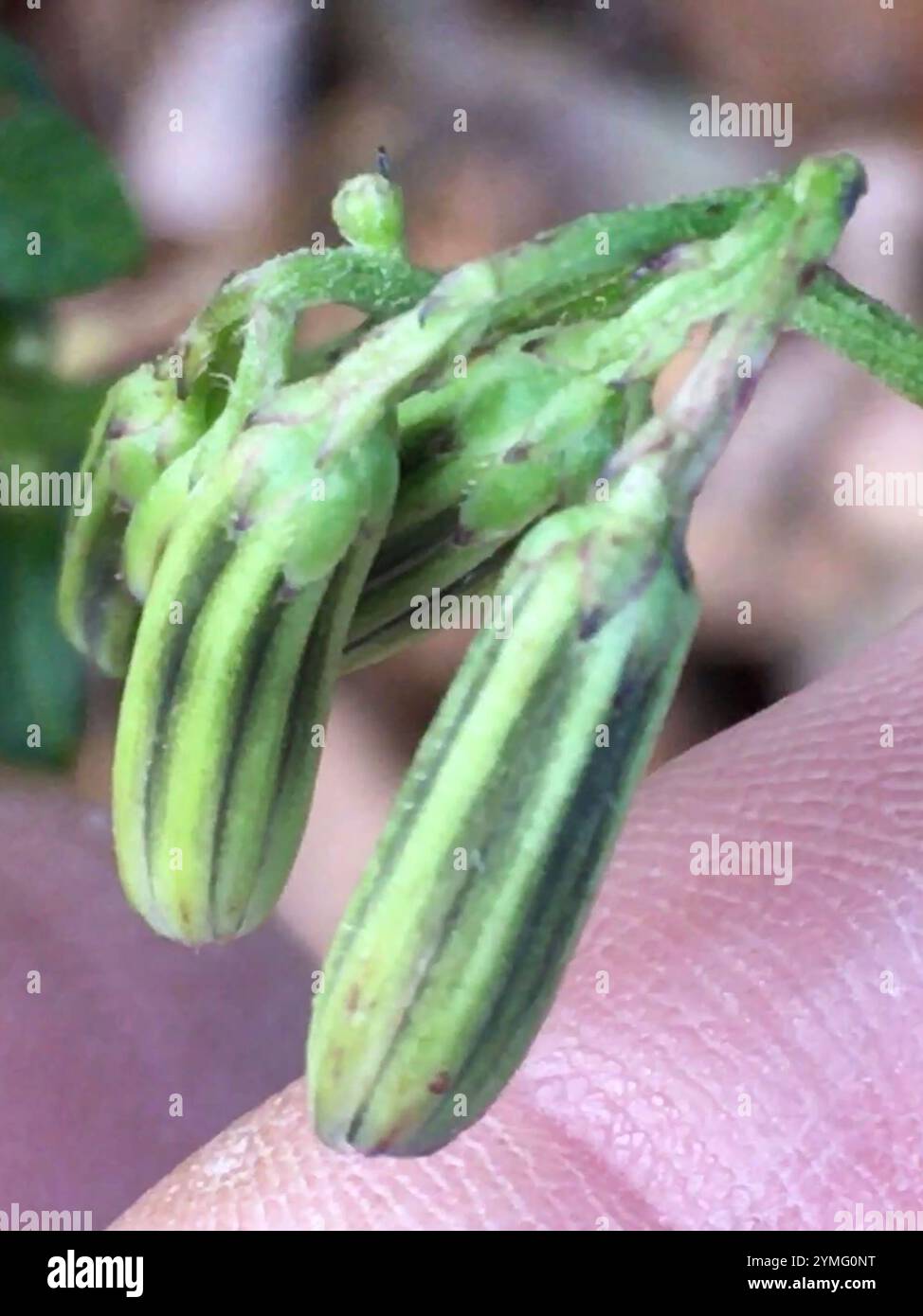 lion's foot rattlesnake root (Nabalus serpentarius Stock Photo - Alamy