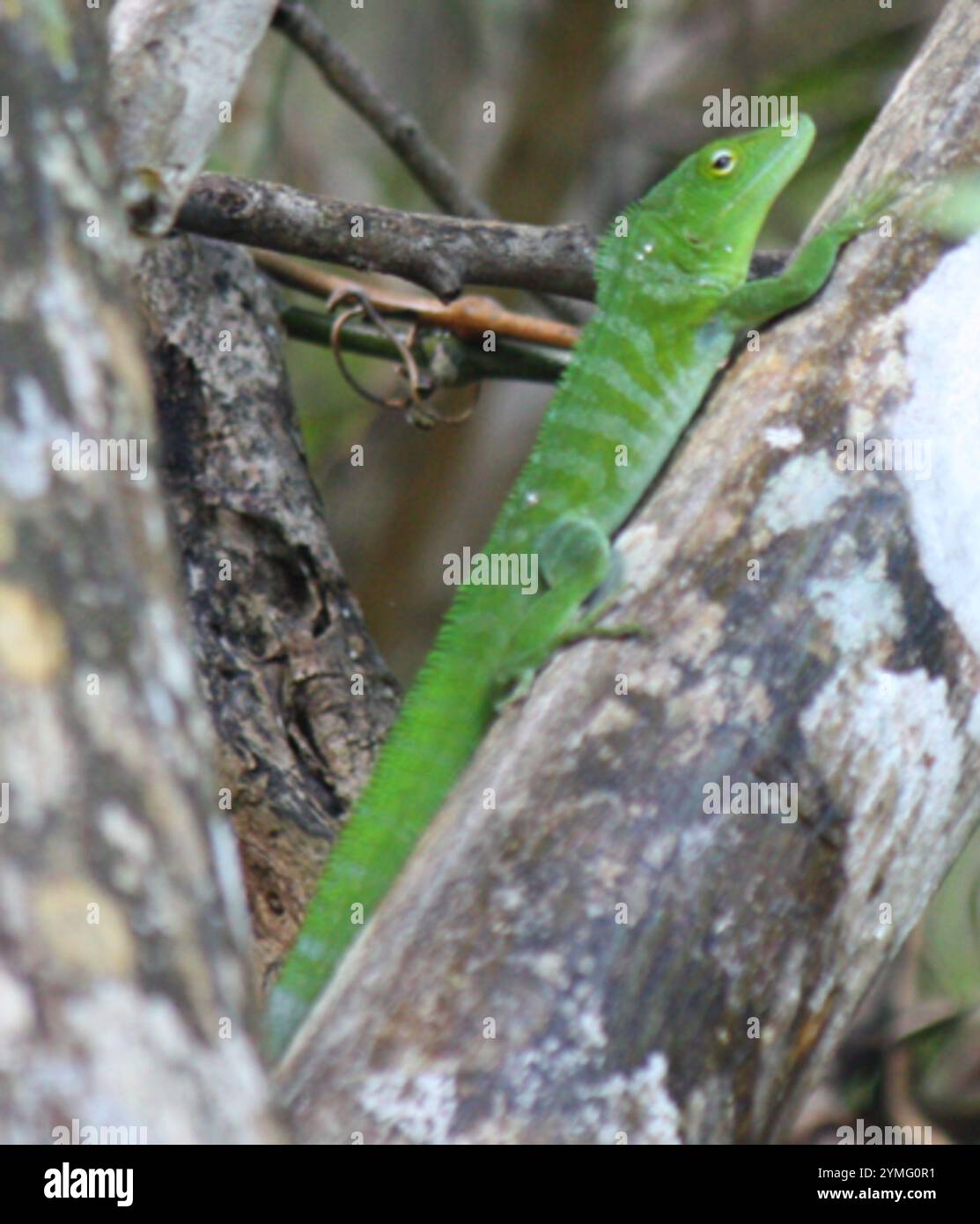 Jamaican Giant Anole (Anolis garmani Stock Photo - Alamy