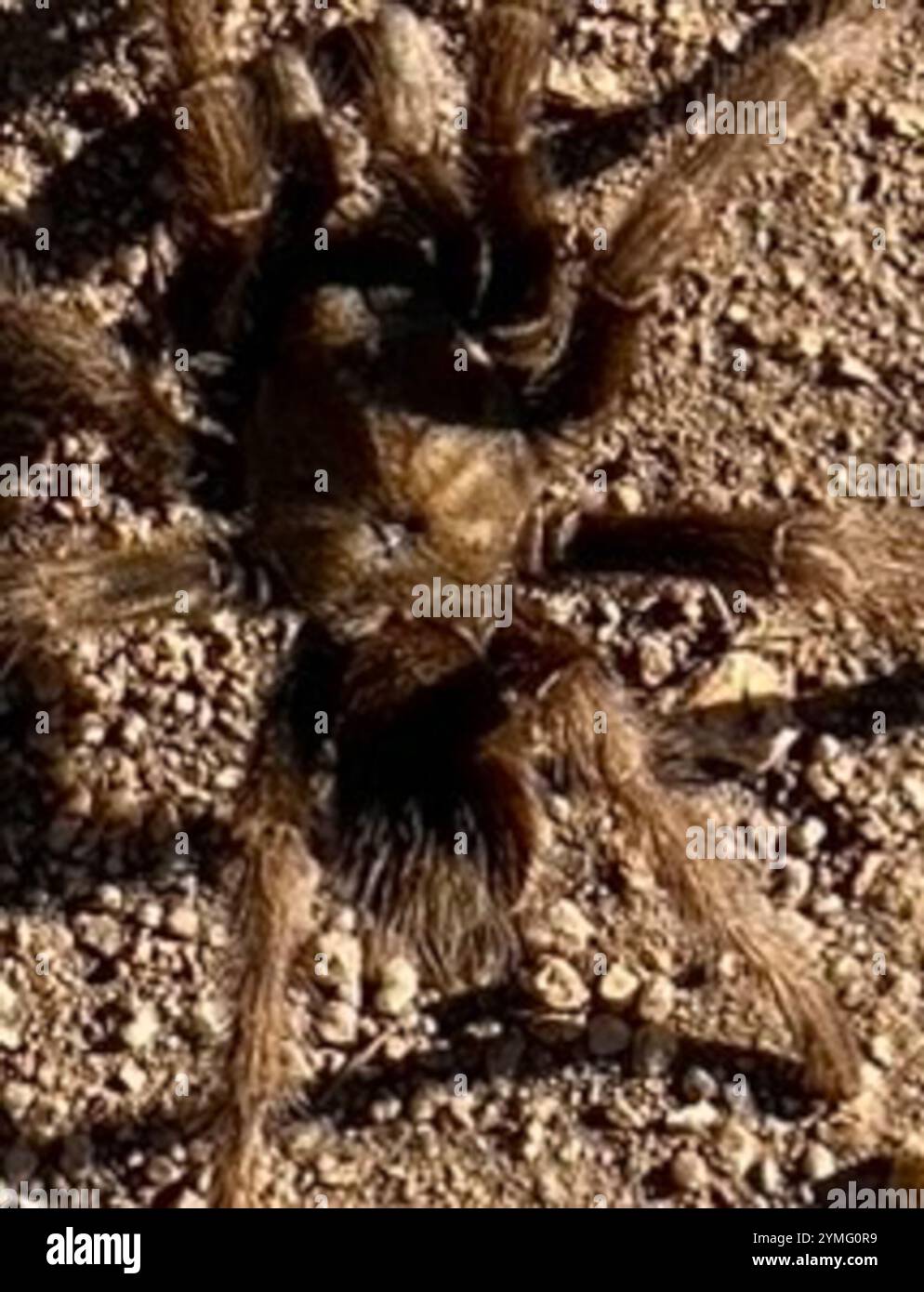 Desert Tarantula (Aphonopelma iodius Stock Photo - Alamy