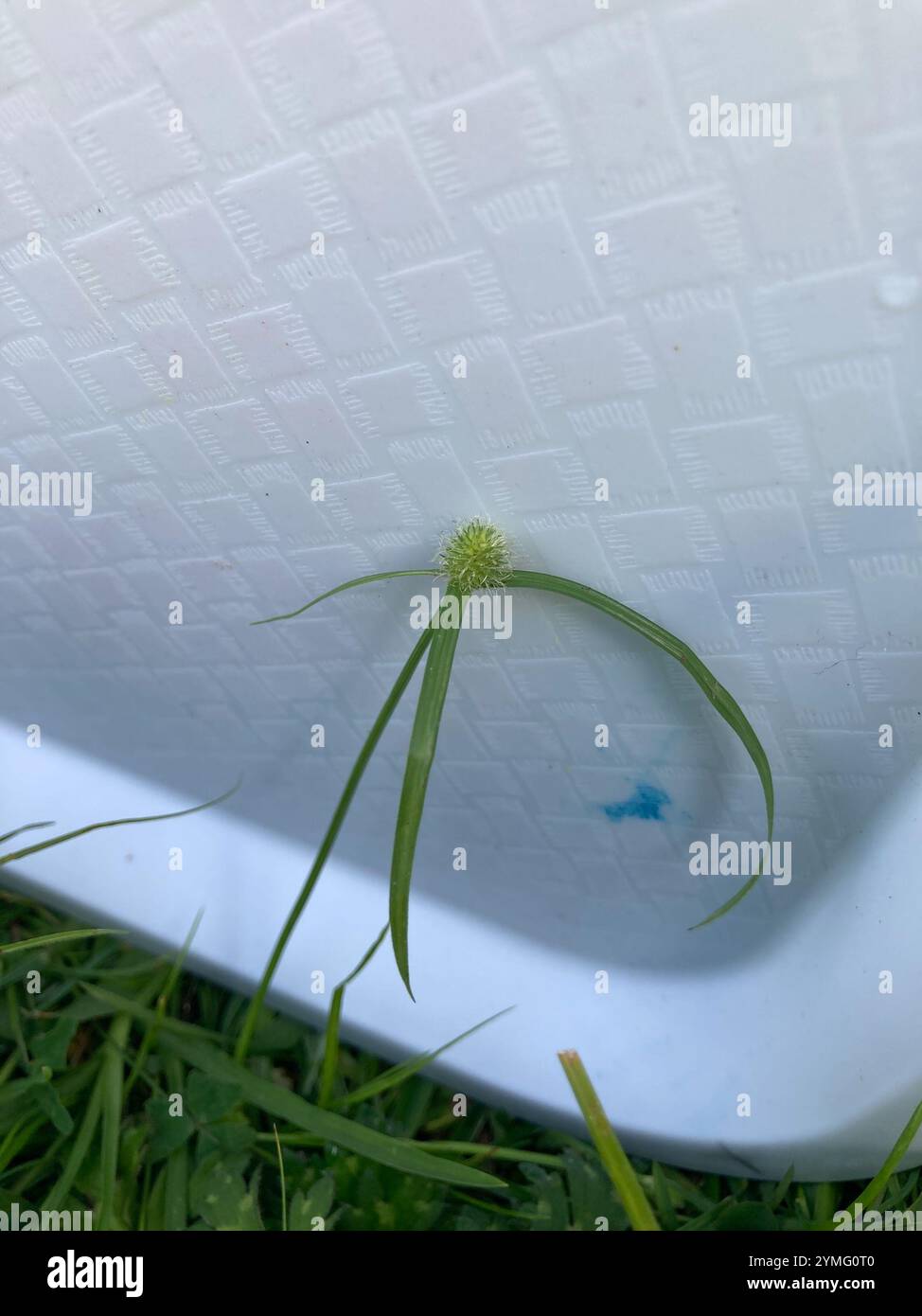 Shortleaf Spikesedge (Cyperus brevifolius Stock Photo - Alamy