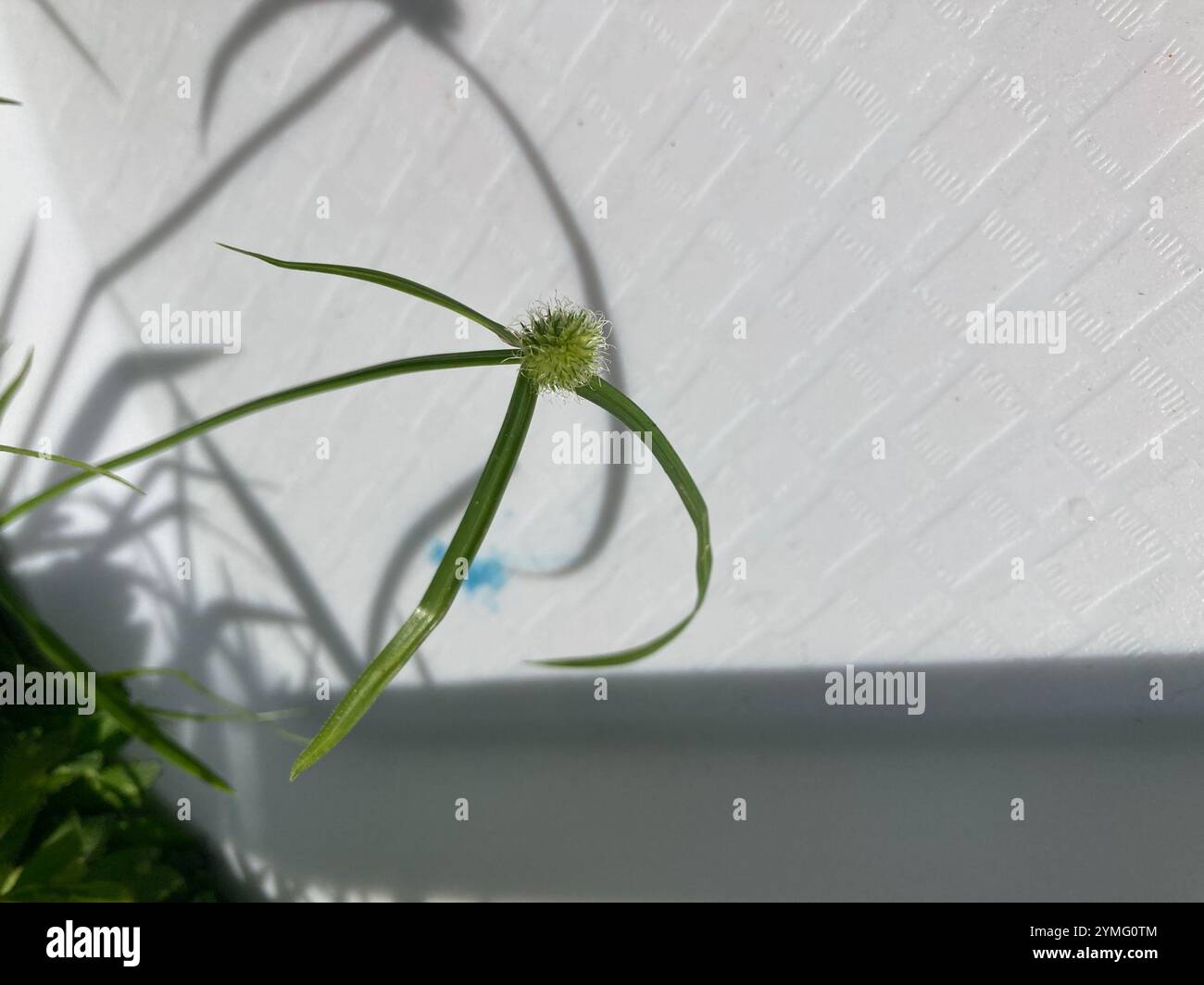 Shortleaf Spikesedge (Cyperus brevifolius Stock Photo - Alamy