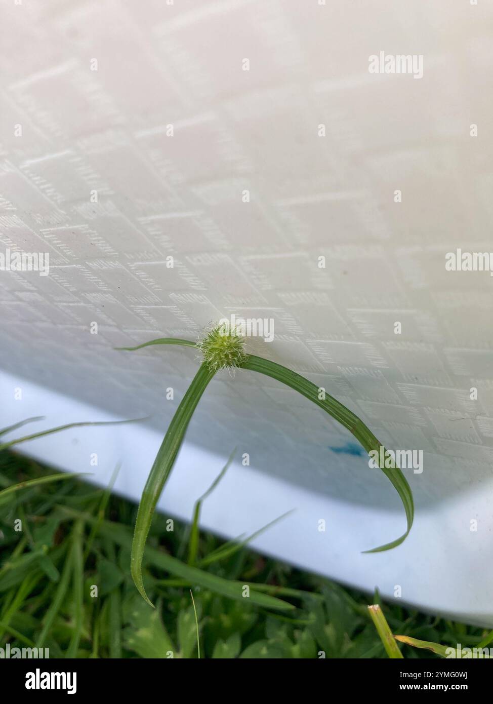 Shortleaf Spikesedge (Cyperus brevifolius Stock Photo - Alamy