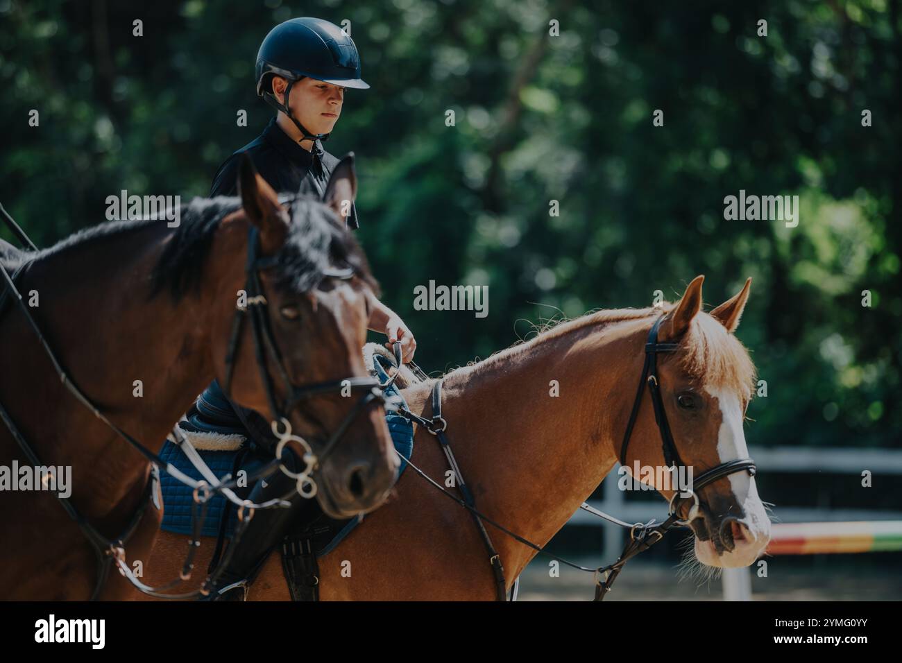 Young equestrian riding horses in a sunny outdoor setting Stock Photo ...