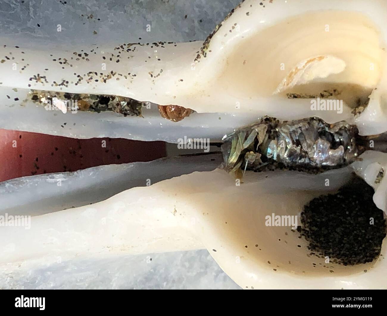 Strange Gaper (Tresus allomyax Stock Photo - Alamy