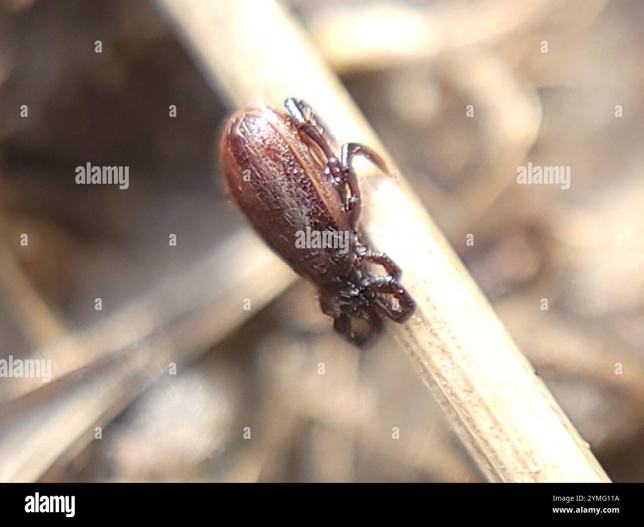 Western Black-legged Tick (Ixodes pacificus Stock Photo - Alamy
