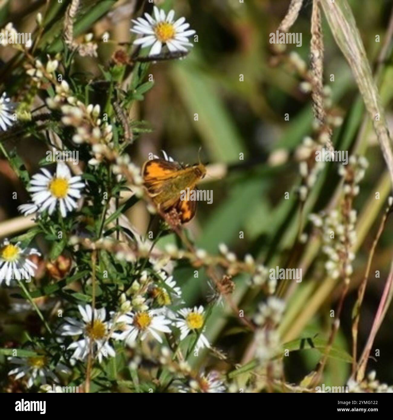 Fiery Skipper (Hylephila phyleus Stock Photo - Alamy