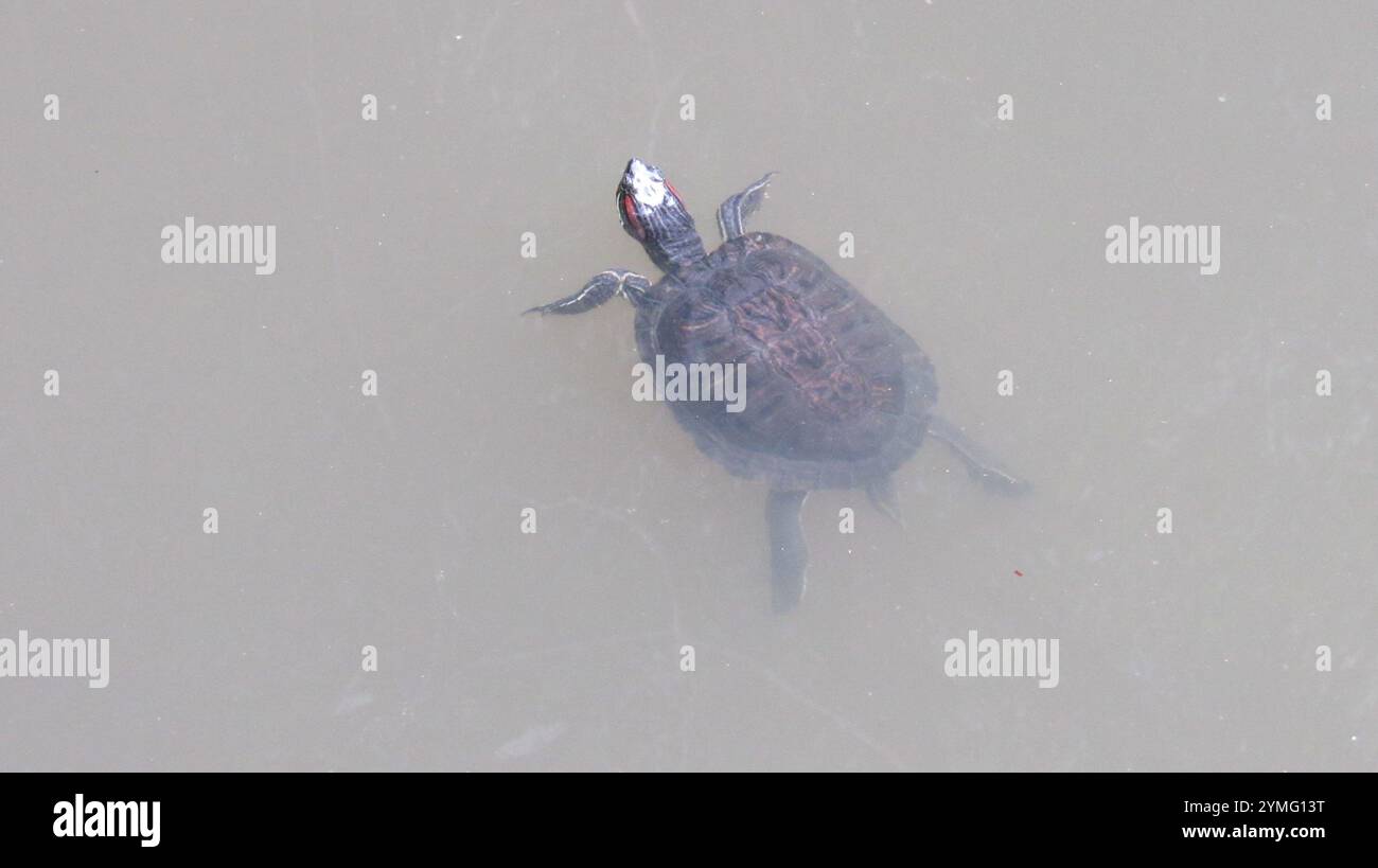Red-eared Slider (Trachemys scripta elegans Stock Photo - Alamy