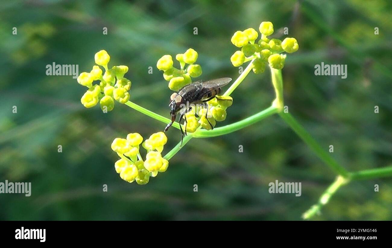 Stomorhina lunata hi-res stock photography and images - Alamy