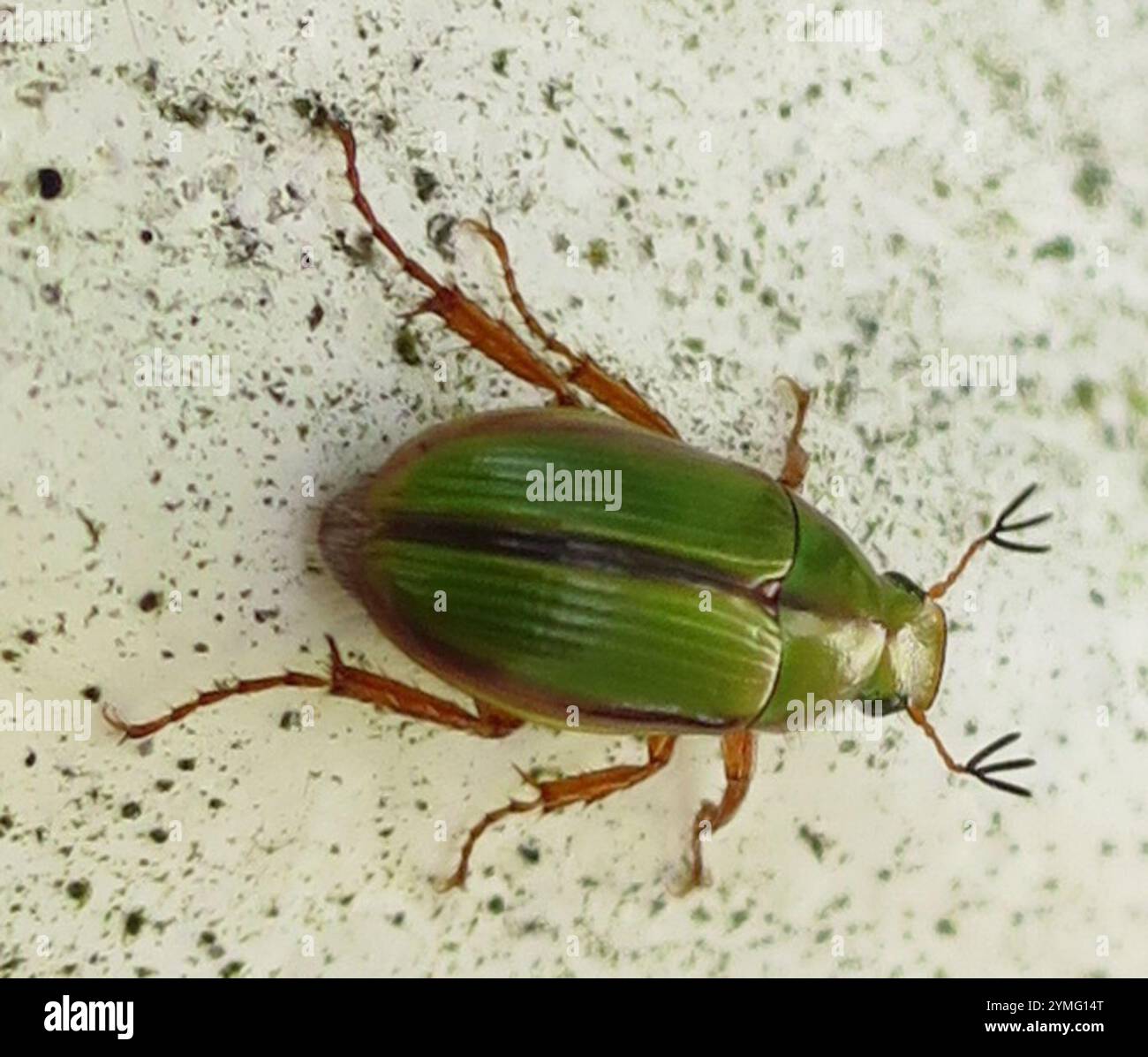 Pyronota hi-res stock photography and images - Alamy