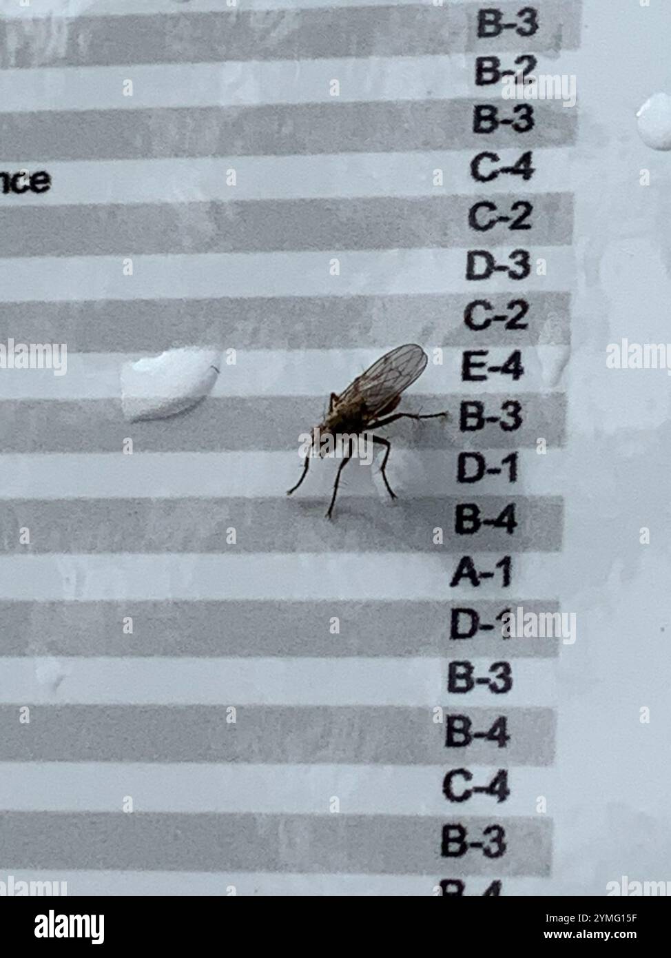 Seaweed Flies (Fucellia Stock Photo - Alamy