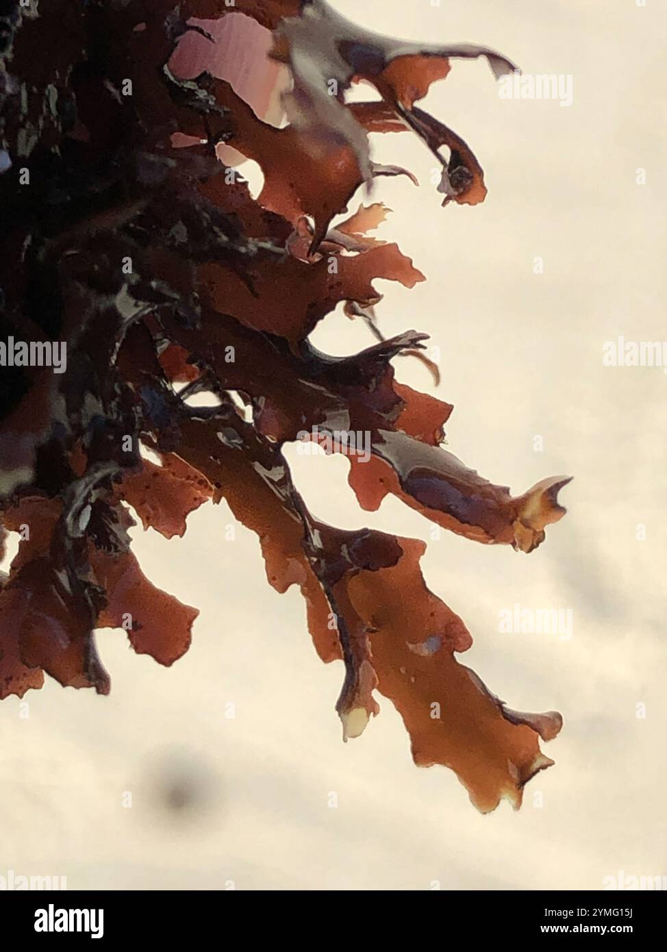 red algae (Rhodophyta Stock Photo - Alamy