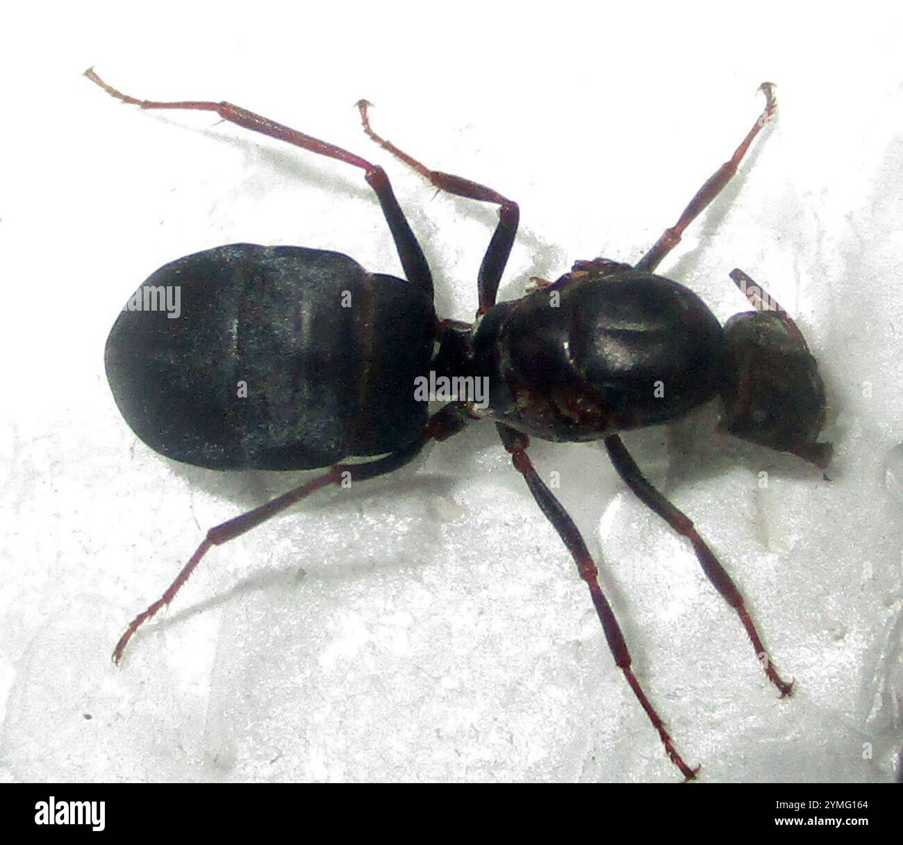 Small pugnacious ant (Anoplolepis steingroeveri Stock Photo - Alamy
