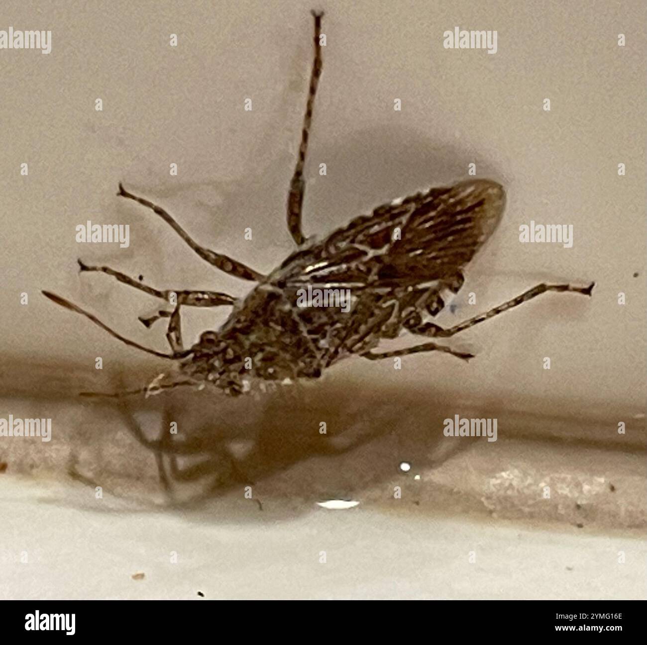 Scentless Plant Bugs (Rhopalidae Stock Photo - Alamy