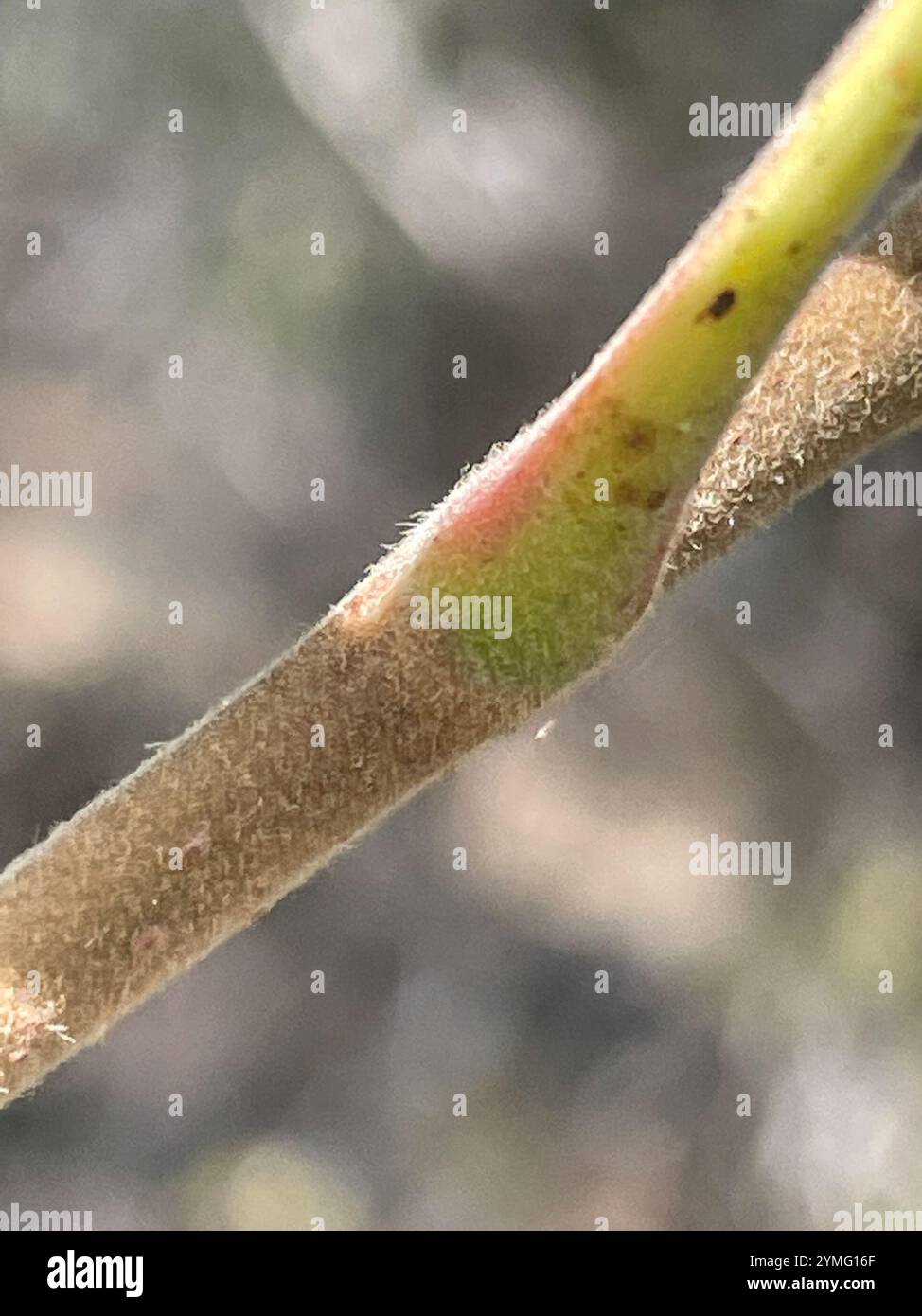 Prairie flameleaf sumac (Rhus lanceolata Stock Photo - Alamy