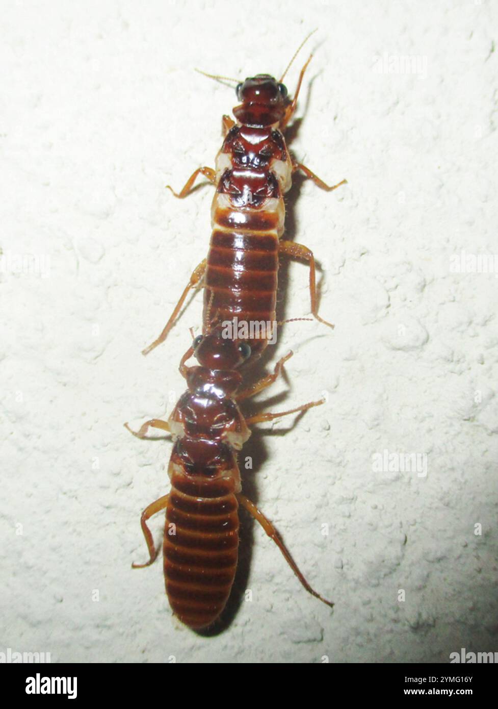 Macrotermes hi-res stock photography and images - Alamy