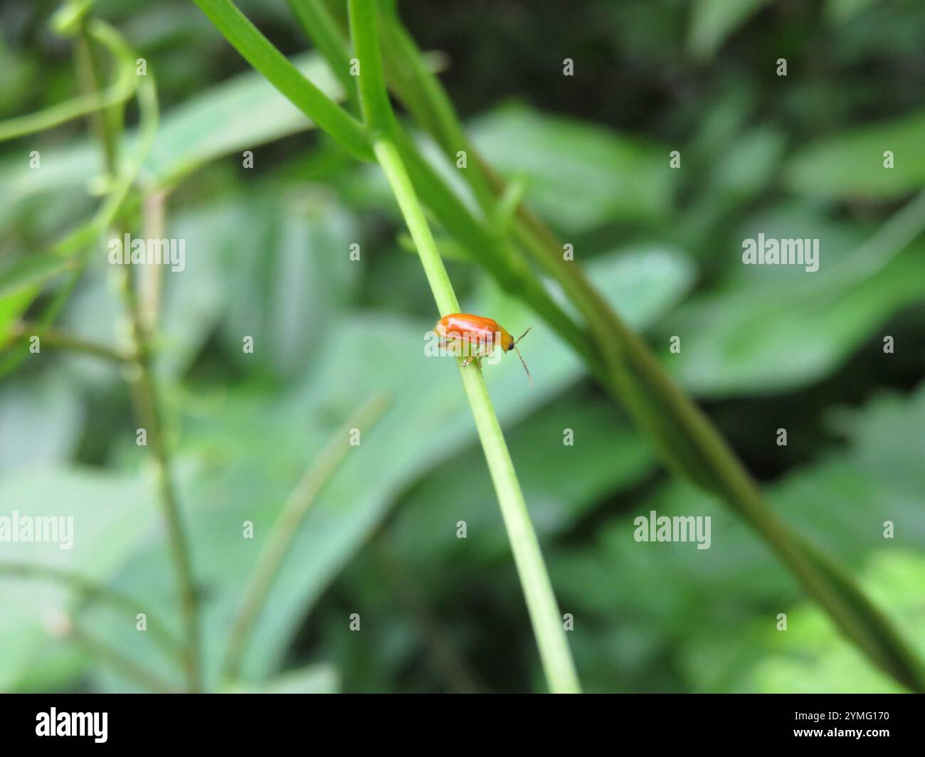 Flea Beetles (Alticini Stock Photo - Alamy