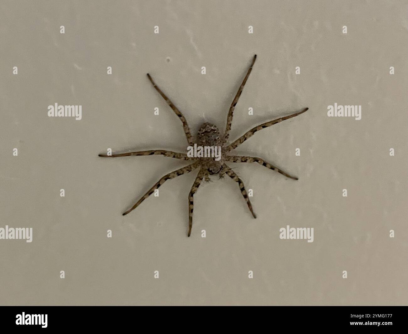 Crescent-eyed Spiders (Selenops Stock Photo - Alamy