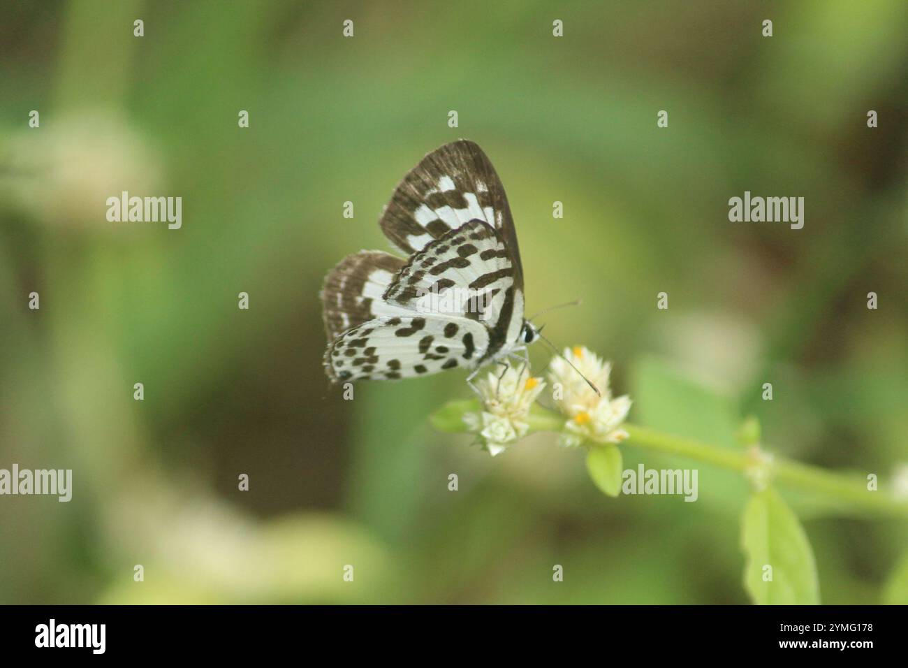 Common Pierrot (Castalius rosimon Stock Photo - Alamy