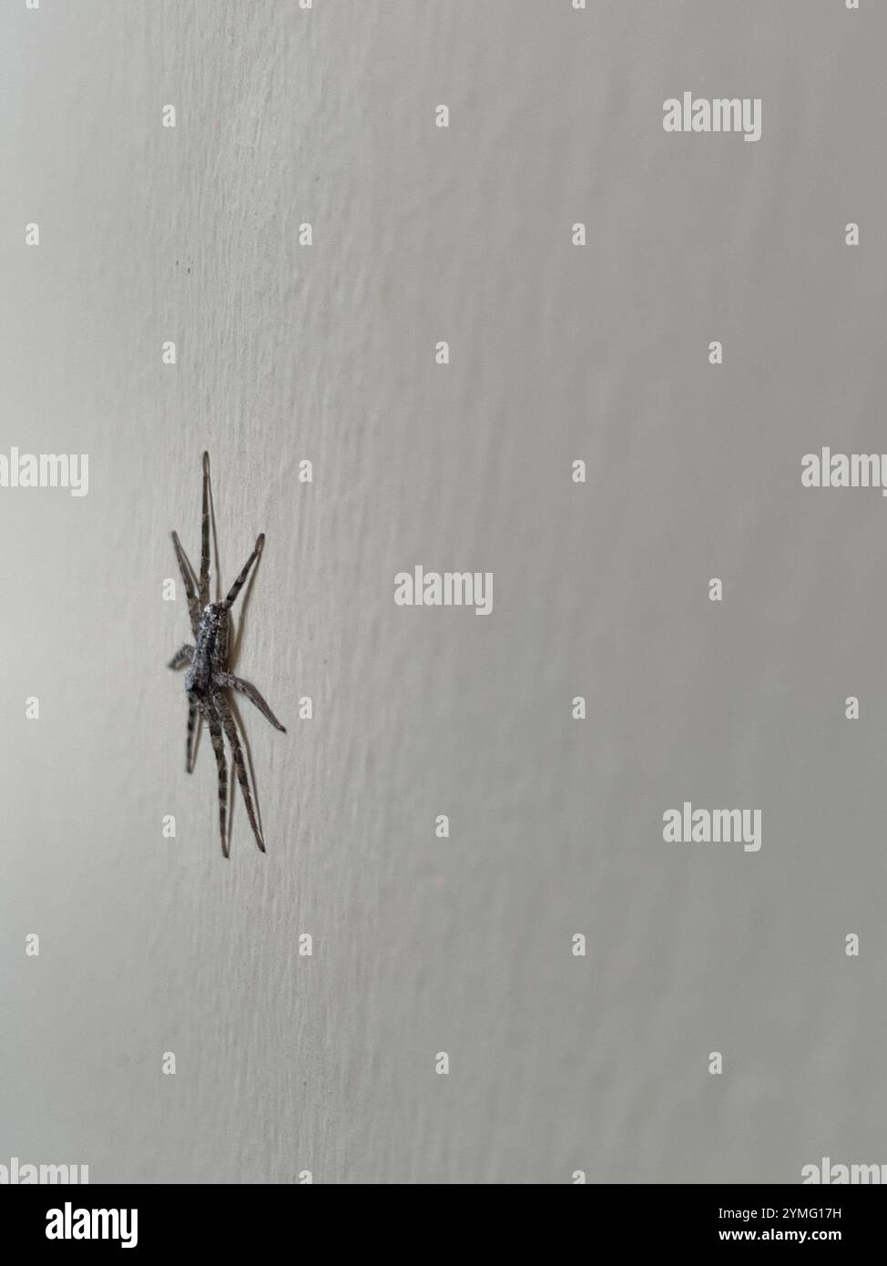 Crescent-eyed Spiders (Selenops Stock Photo - Alamy