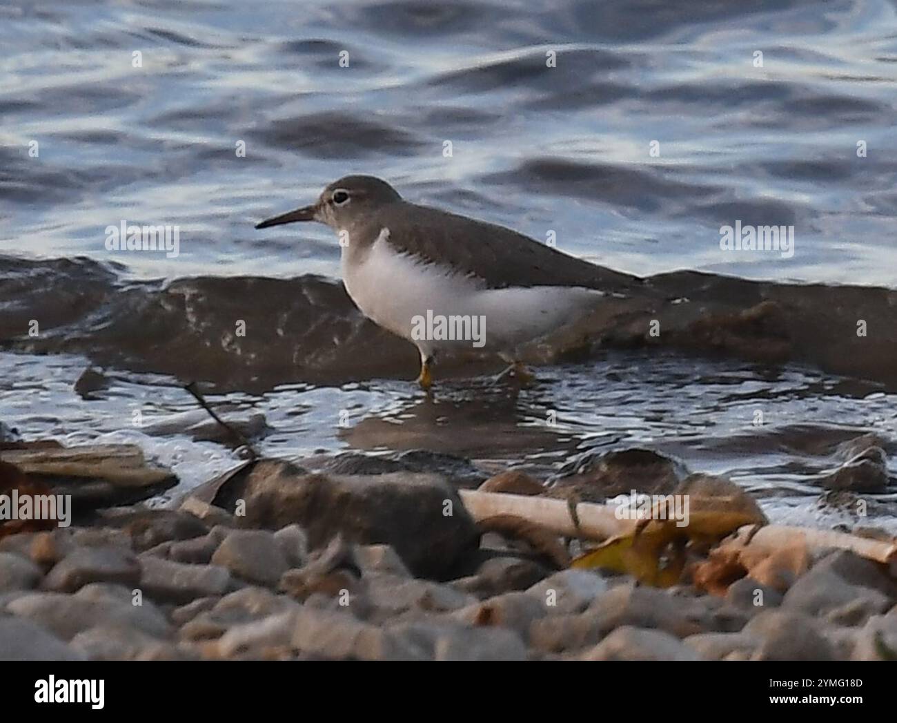 Spotted Sandpiper (Actitis macularius Stock Photo - Alamy