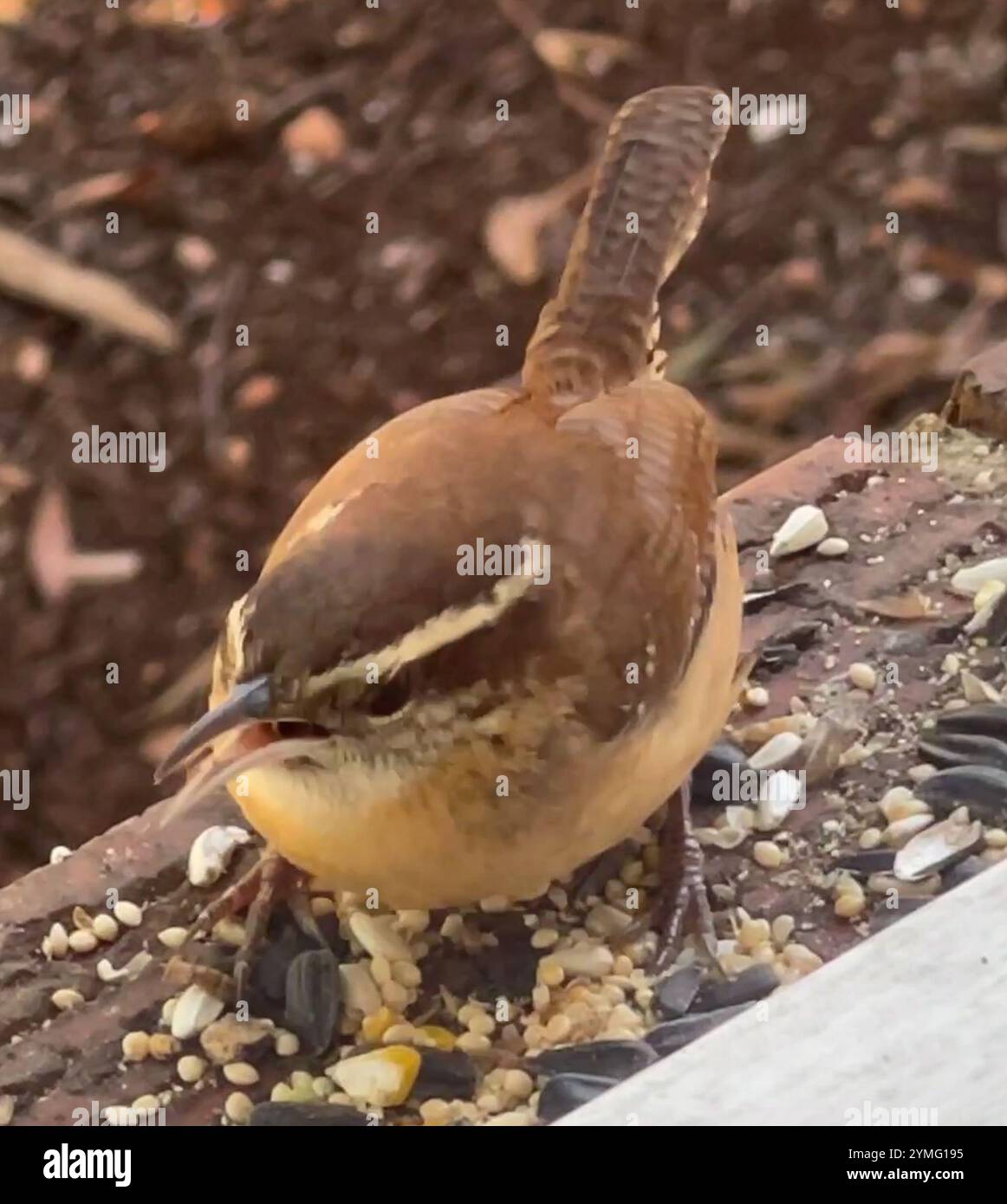 Carolina Wren (Thryothorus ludovicianus Stock Photo - Alamy