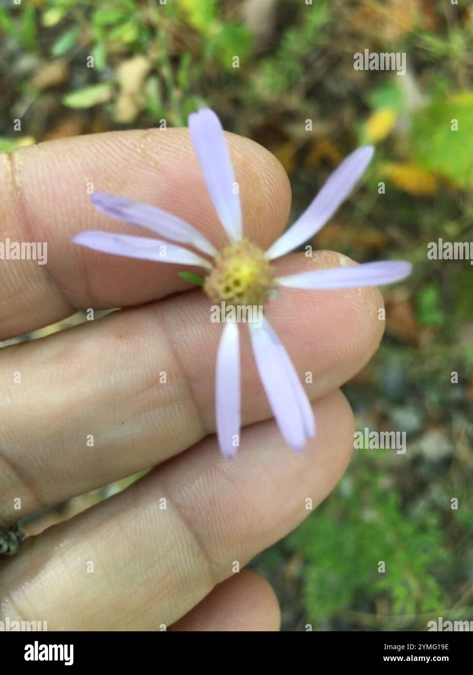 late purple aster (Symphyotrichum patens Stock Photo - Alamy