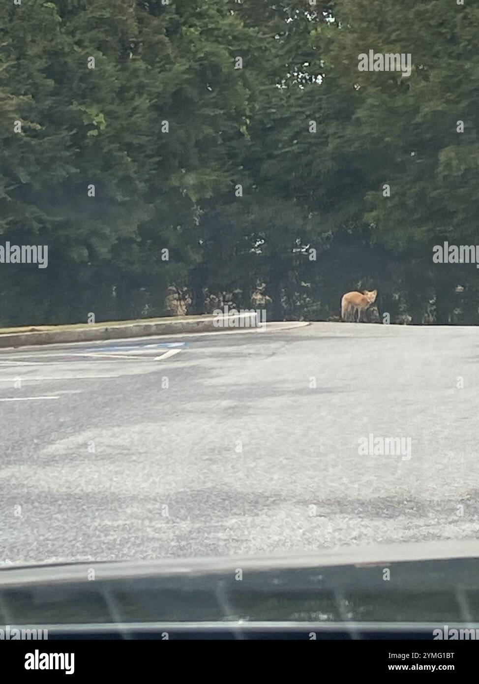 Eastern American Red Fox (Vulpes vulpes fulvus Stock Photo - Alamy