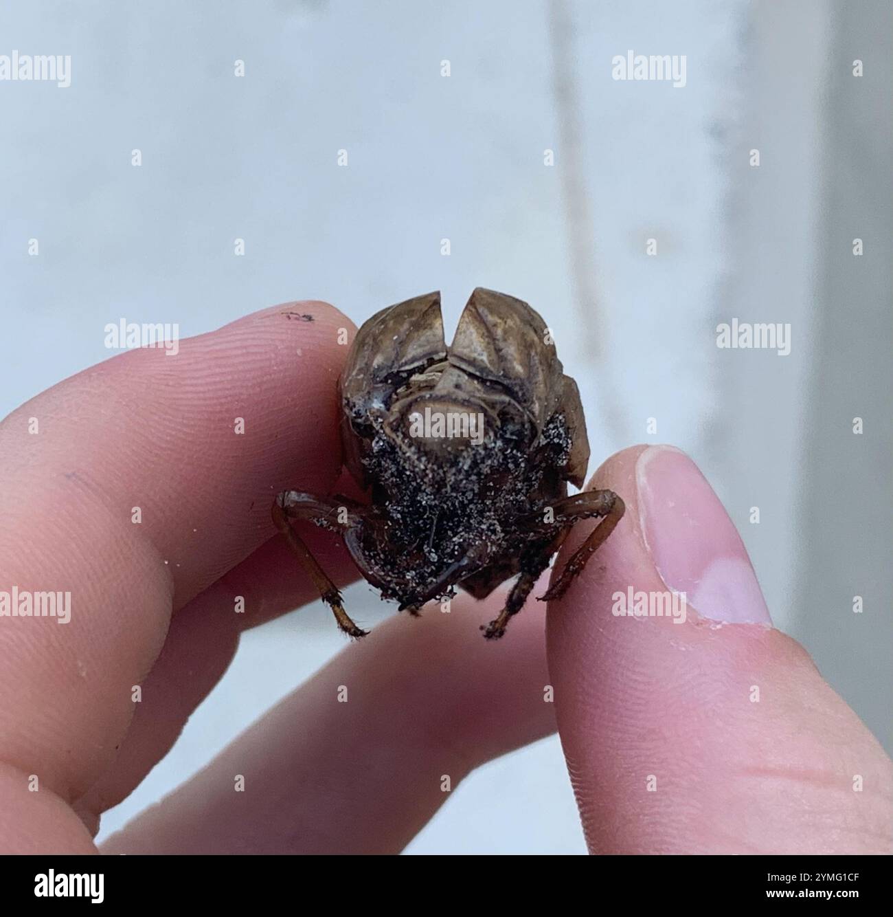 Typical Cicadas (Cicadidae Stock Photo - Alamy