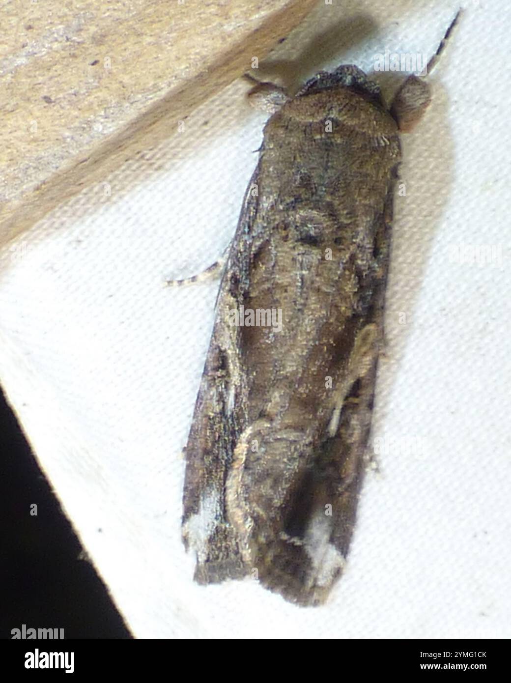 Fall Armyworm Moth (Spodoptera frugiperda Stock Photo - Alamy