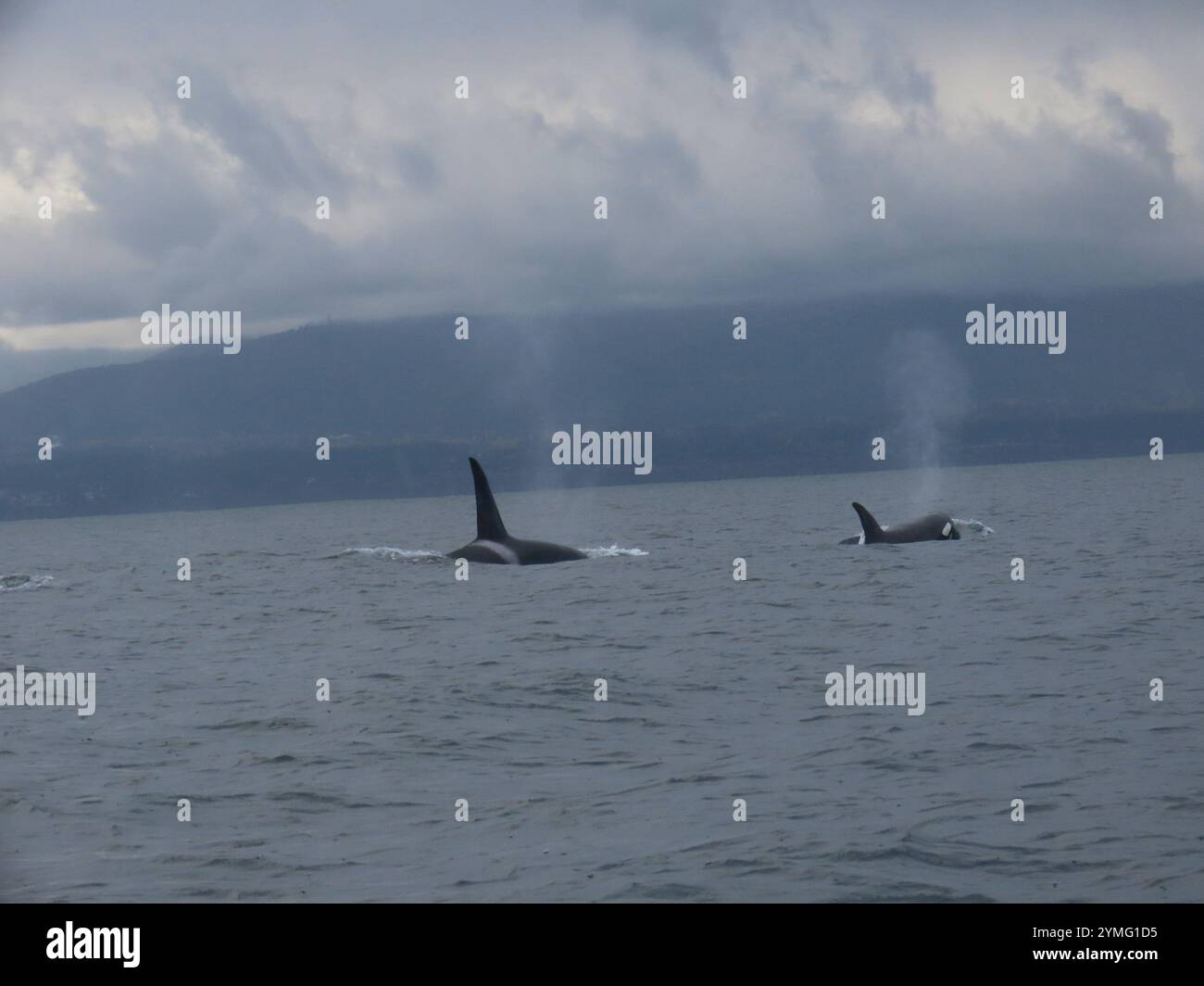 Orca (Orcinus orca Stock Photo - Alamy