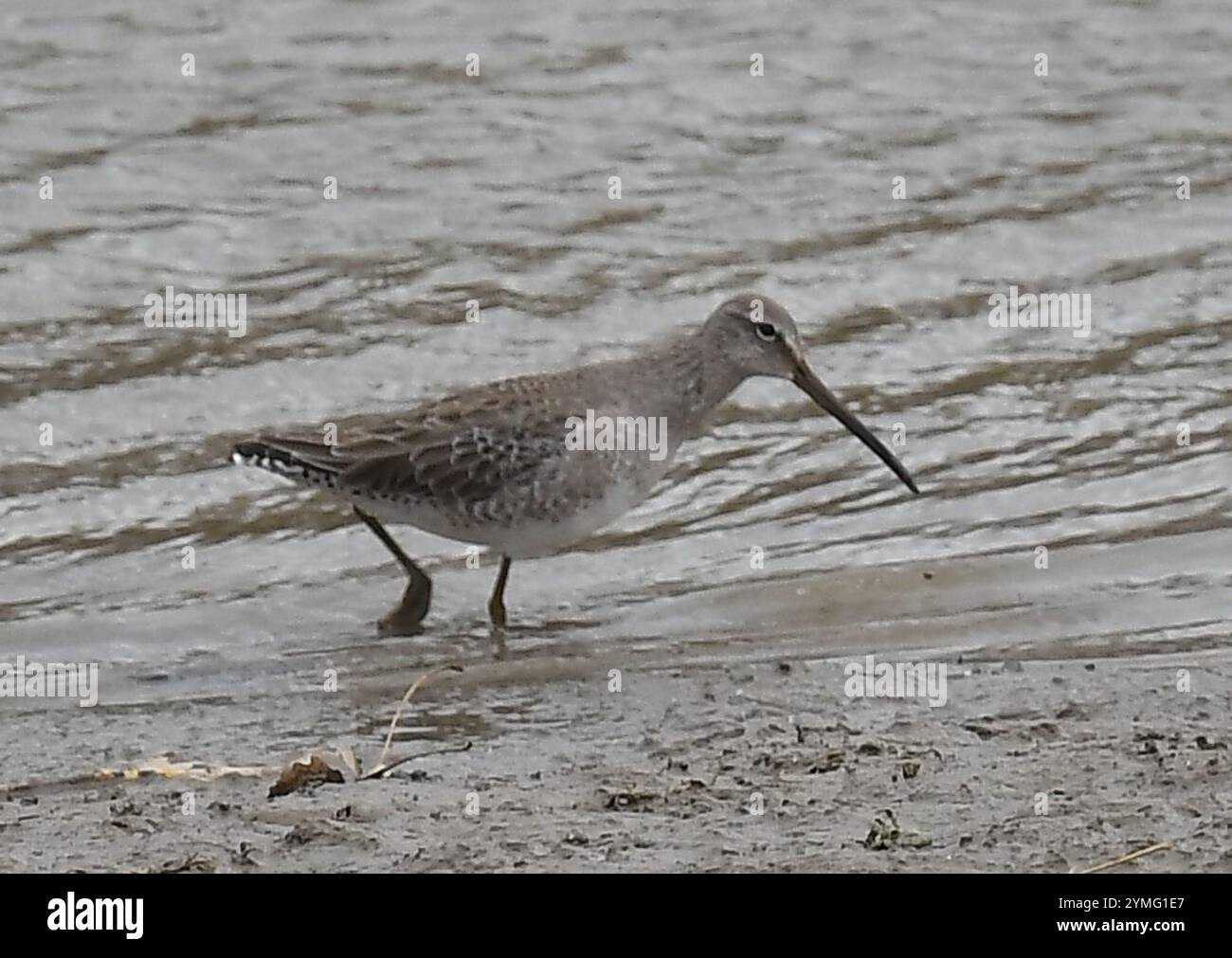 Long-billed Dowitcher (Limnodromus scolopaceus Stock Photo - Alamy