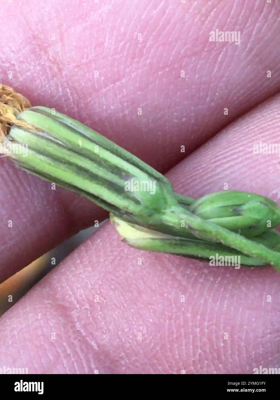 lion's foot rattlesnake root (Nabalus serpentarius Stock Photo - Alamy