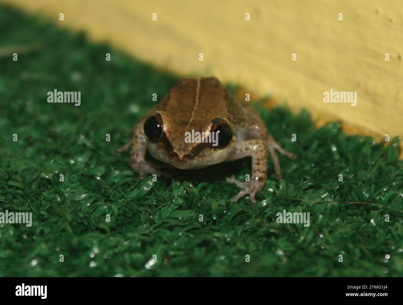 Frogs and Toads (Anura Stock Photo - Alamy