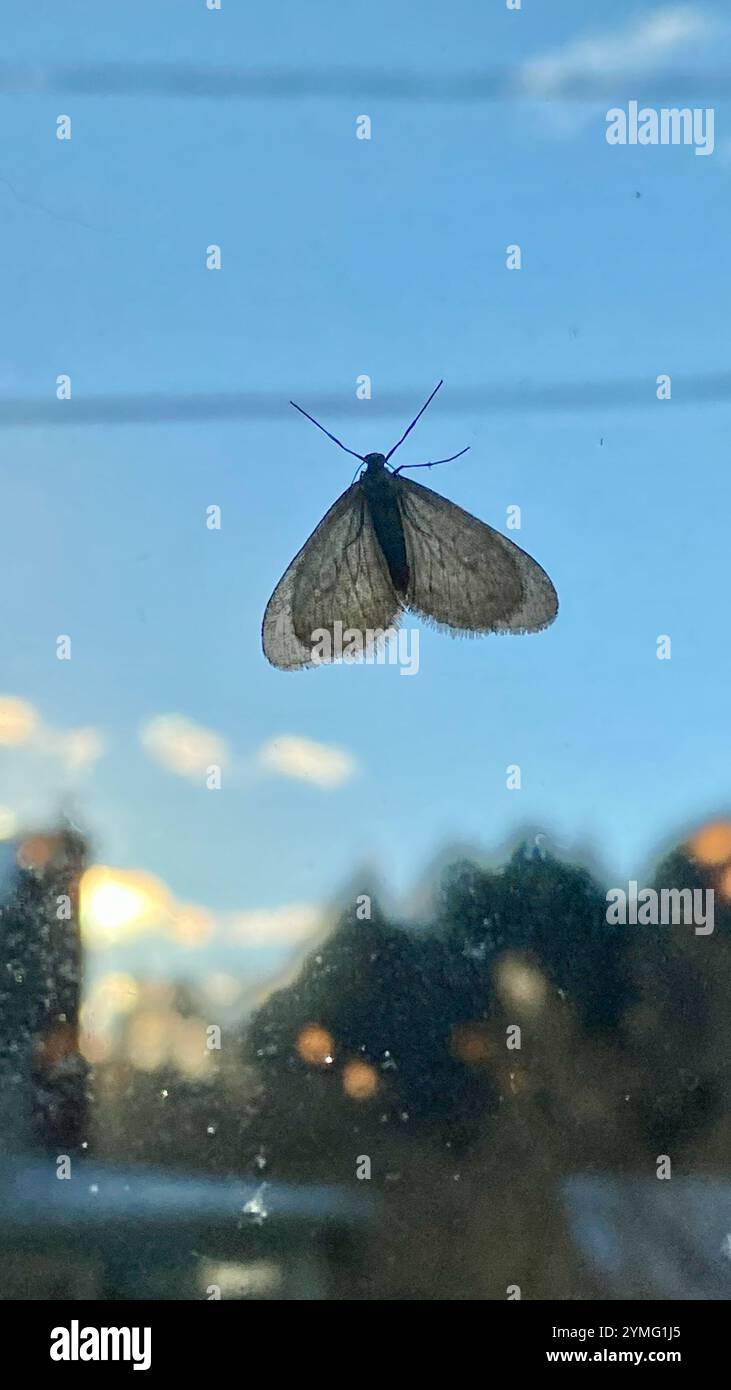 Bruce Spanworm Moth (Operophtera bruceata Stock Photo - Alamy