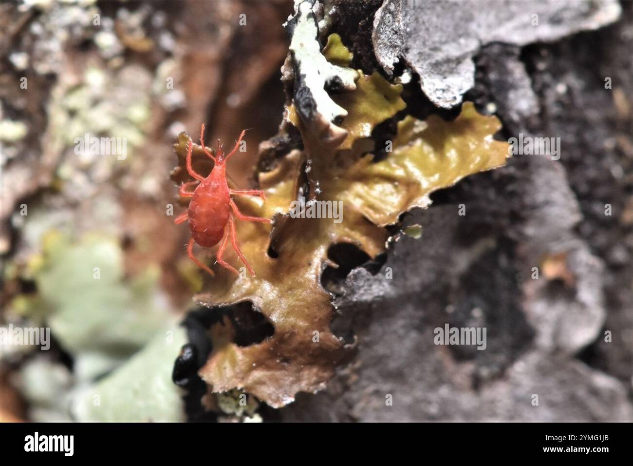 Snout mites hi-res stock photography and images - Alamy