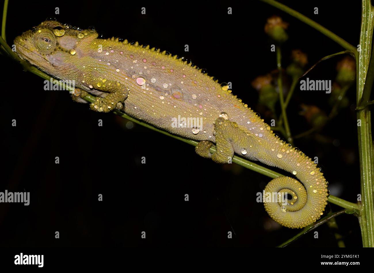 Cape Dwarf Chameleon (Bradypodion pumilum Stock Photo - Alamy