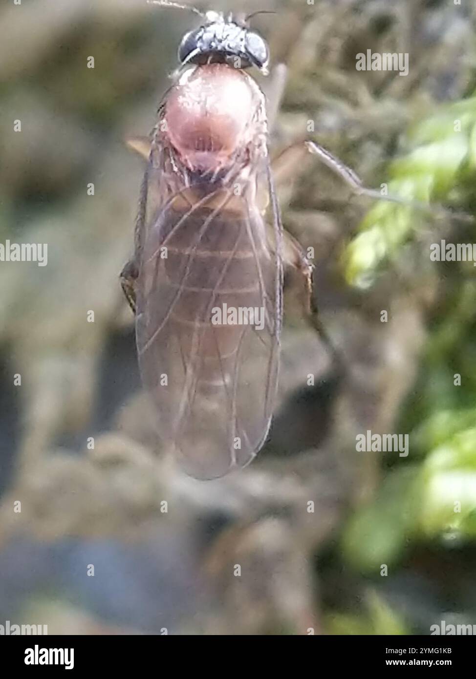 Humpbacked Flies (Phoridae Stock Photo - Alamy