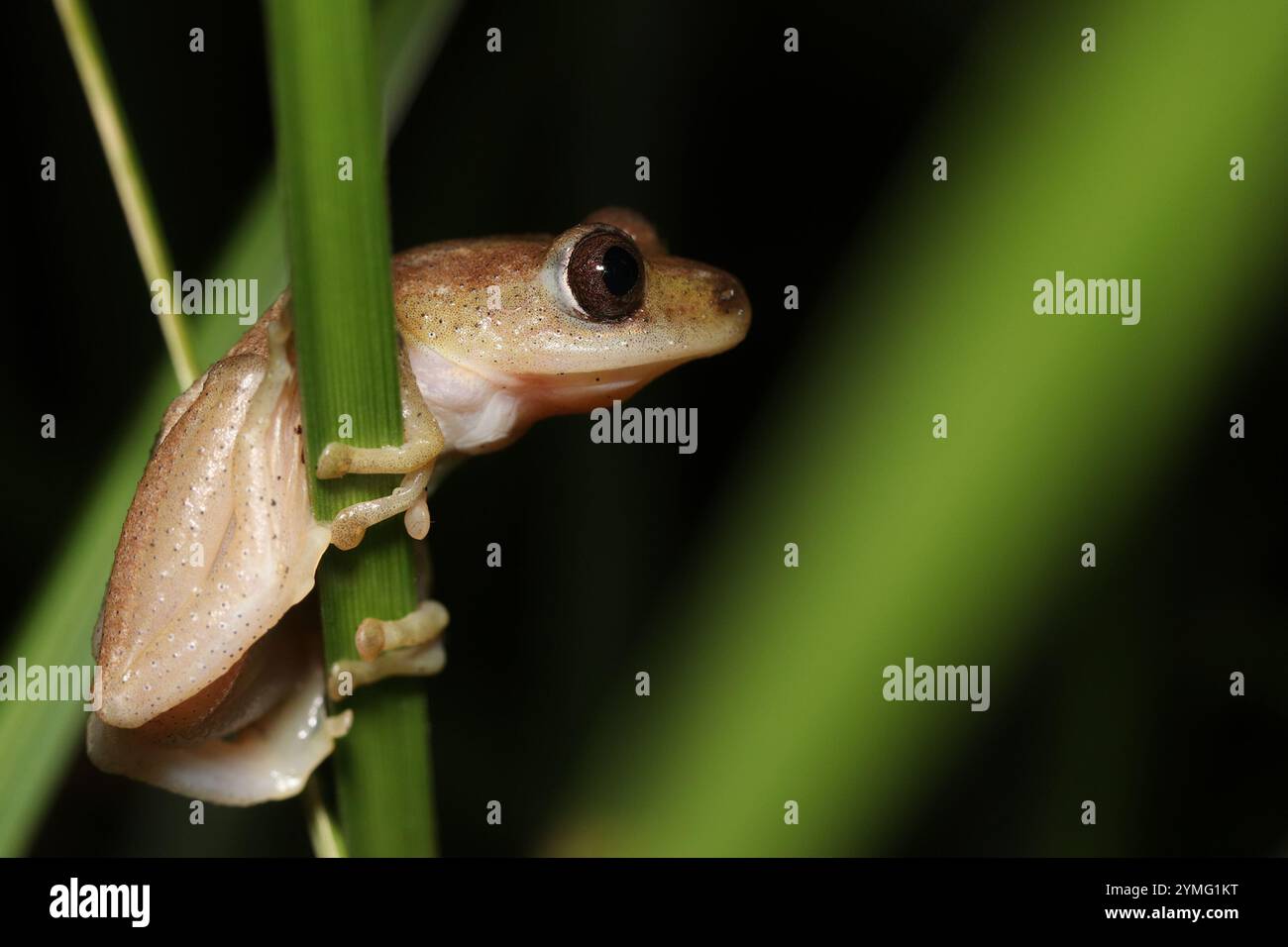 Afrixalus hi-res stock photography and images - Alamy