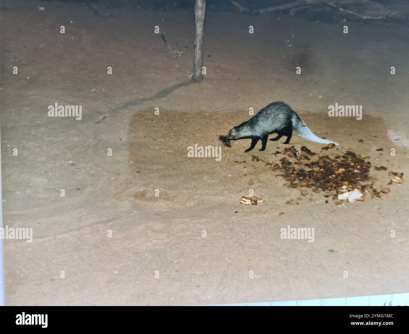 White-tailed Mongoose (Ichneumia albicauda Stock Photo - Alamy