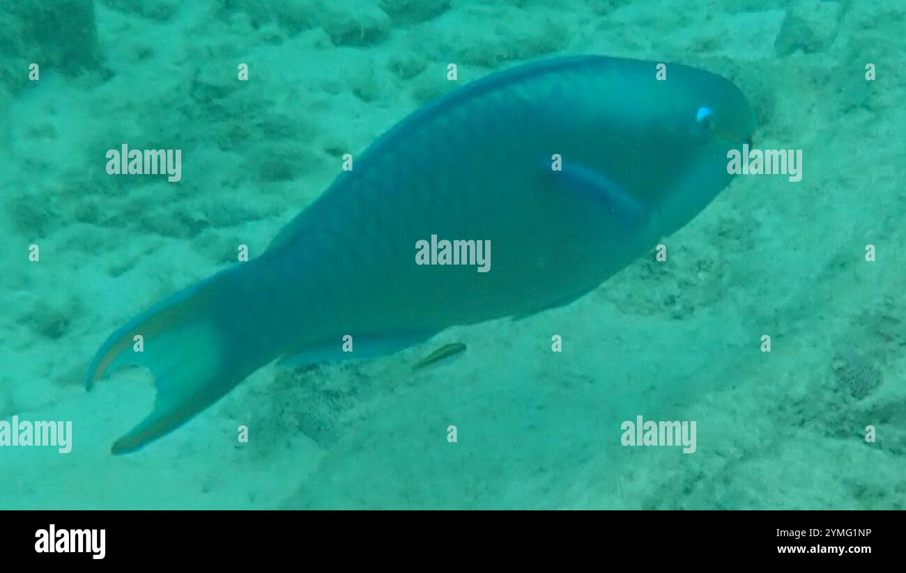 Queen parrotfish scarus vetula hi-res stock photography and images - Alamy